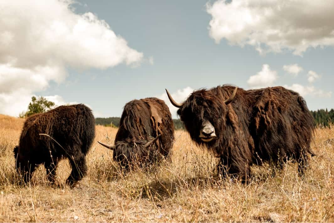 The Best Yak Wool Socks Reactual